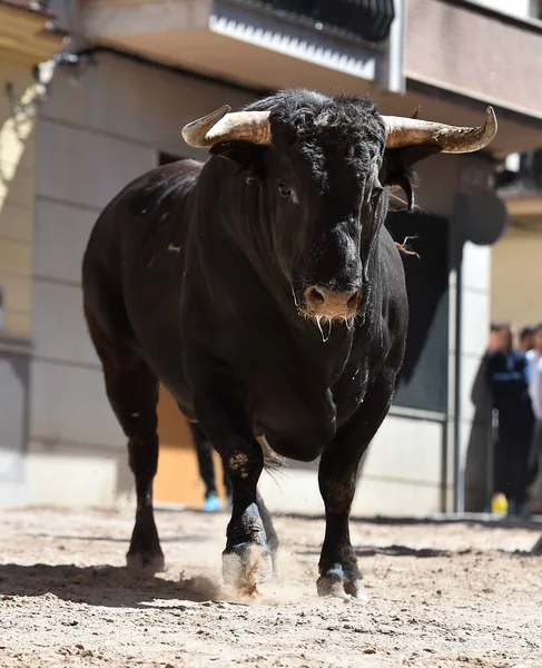 Bataille du taureau images libres de droit, photos de Bataille du ...