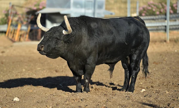 Matador bull Stock Photos, Royalty Free Matador bull Images | Depositphotos