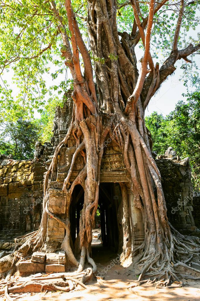 Prasat Ta Prum o complejo de templos Ta Prohm, cerca de Siem Reap ...