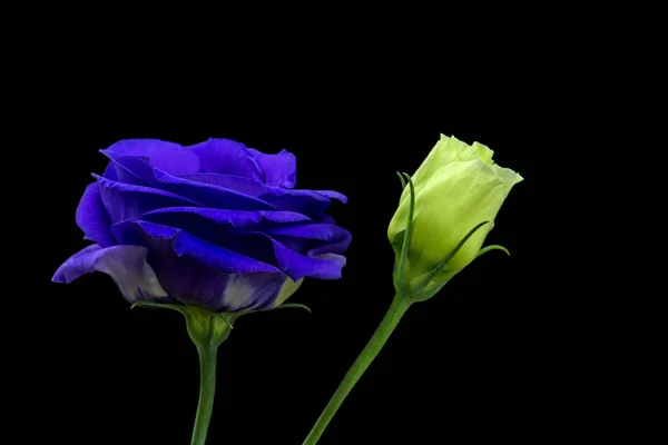 Blue And Black Rose Wallpaper