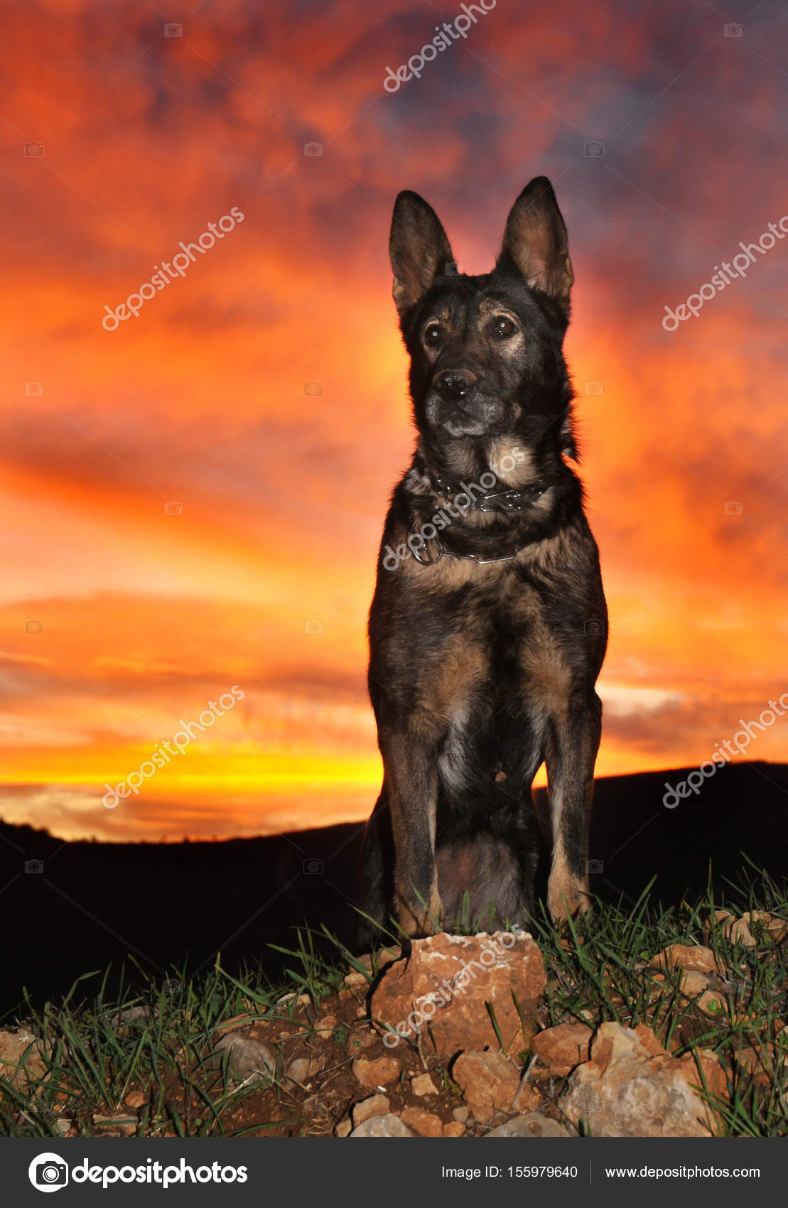 German shepherd dog from a working bloodline, standing against with a ...