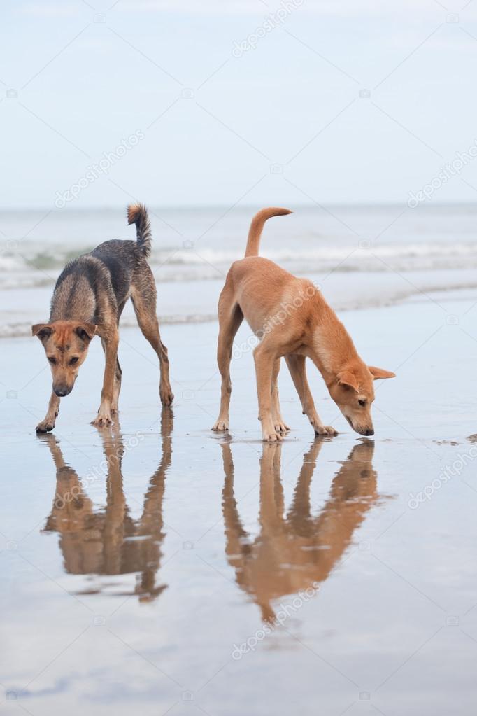 Two dogs on the beach — Stock Photo © RadaRani #128212454