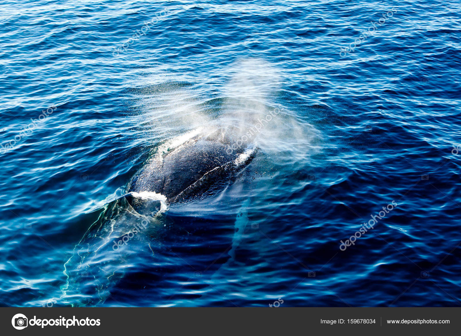 Humpback Whale surfacing and spraying water through blowhole — Stock ...