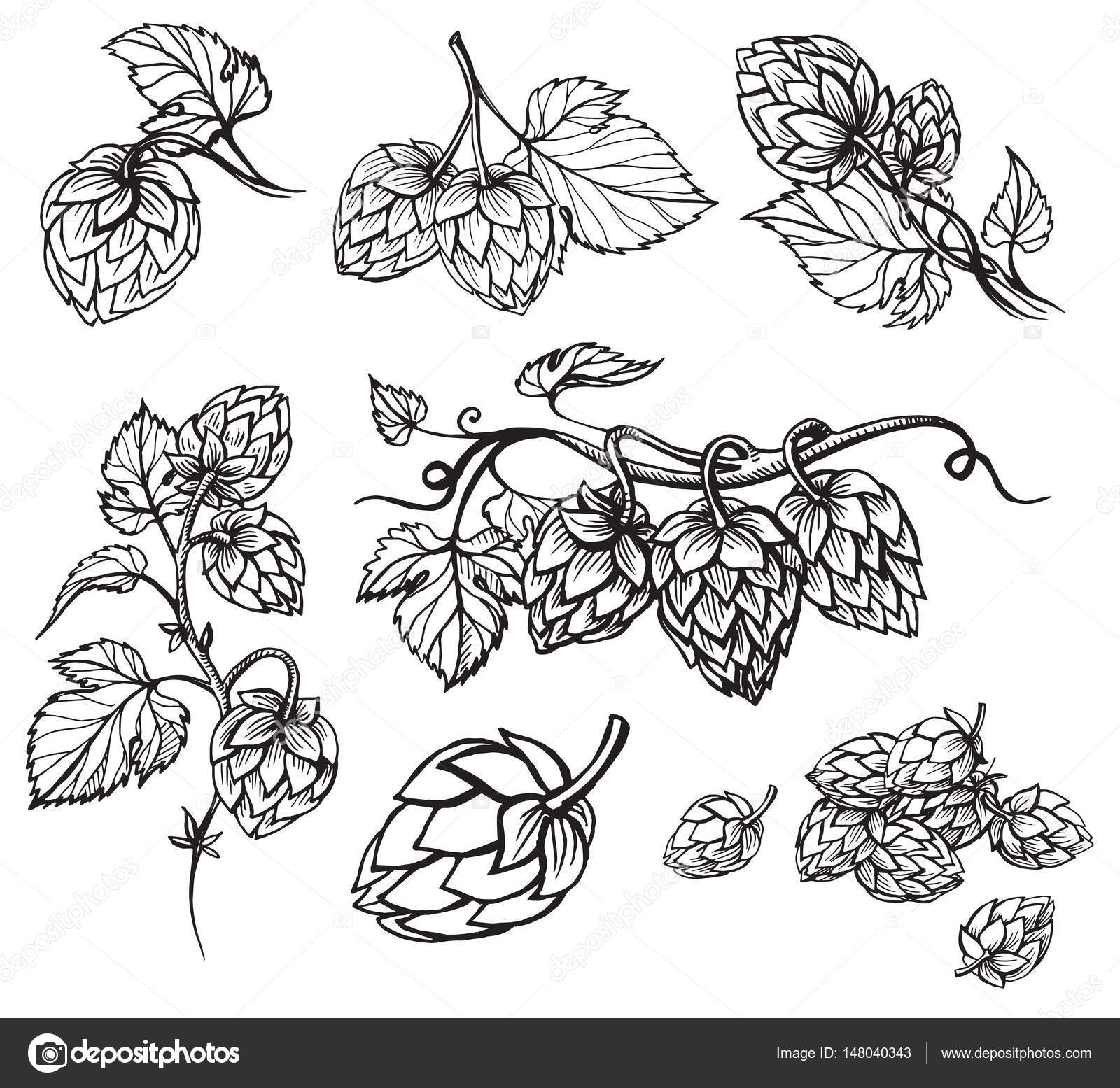 Hand drawn engraving style Hops set. — Stock Vector © vectorgoods.gmail ...