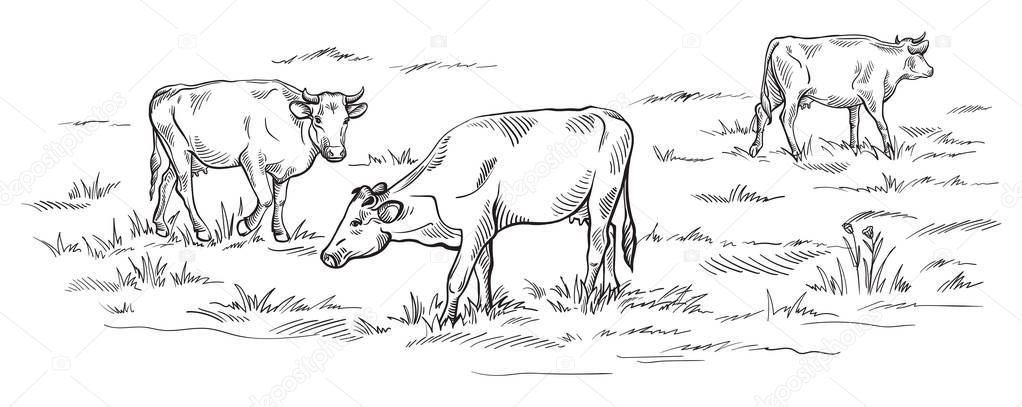 Vacas pastando en el prado. ilustración dibujada a mano. 2024