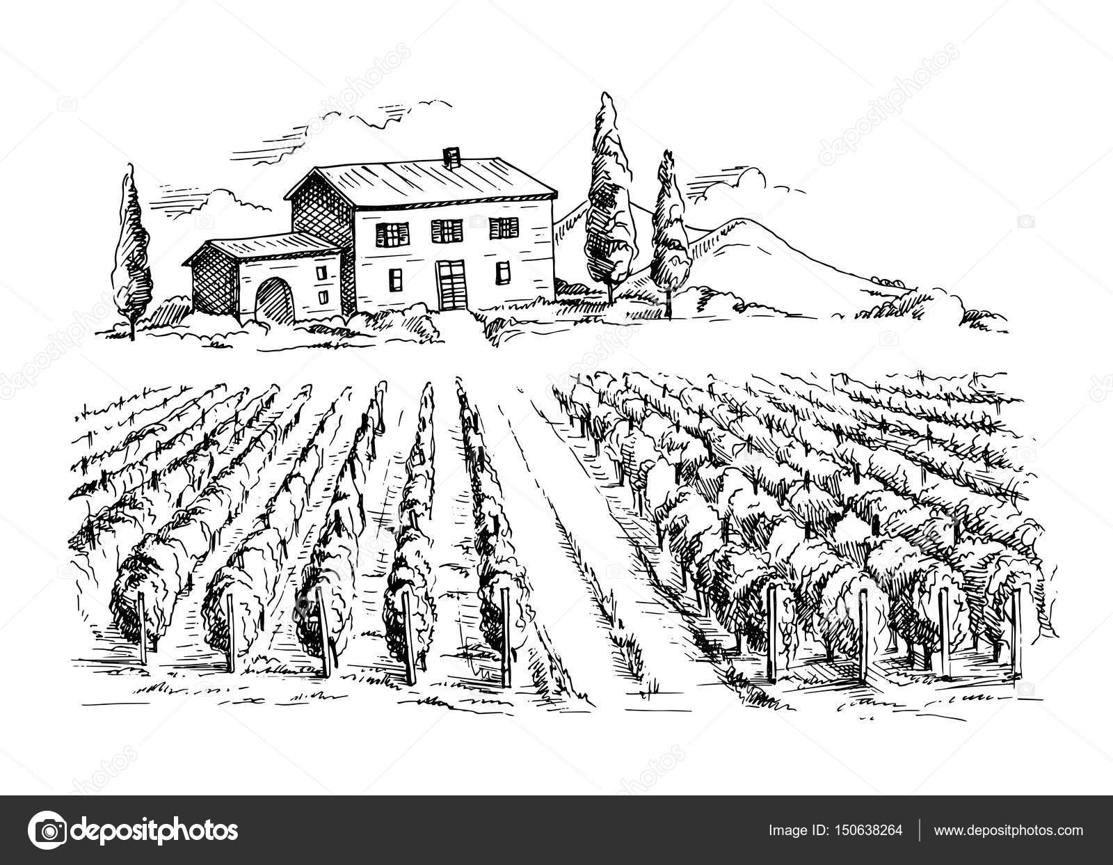 Rows of vineyard grape plants and house Stock Vector by ©vectorgoods.gmail.com 150638264