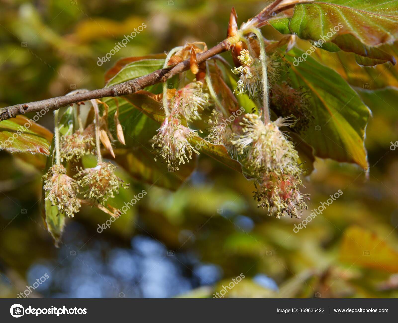 Beech Tree Flowers