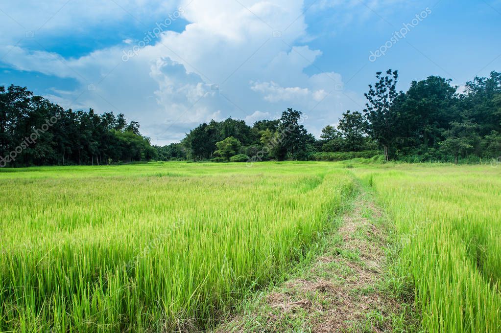 Farm rice landscape and clouds sky — Stock Photo © sayhmog #129634302