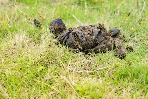 Pictures: cow poop | Close up cow dung, cow pats, cow pies, cow manure ...