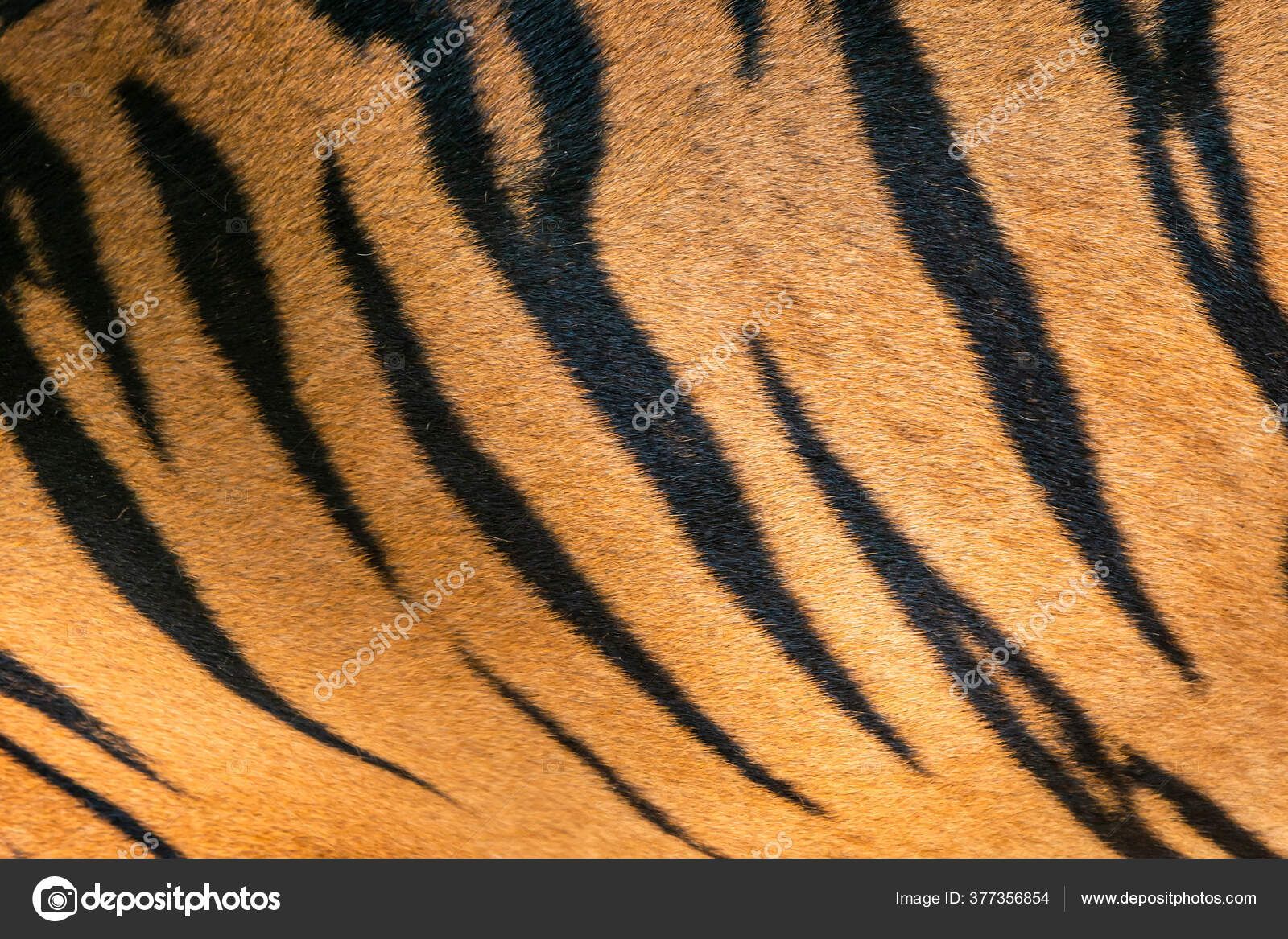 Real Tiger Pattern