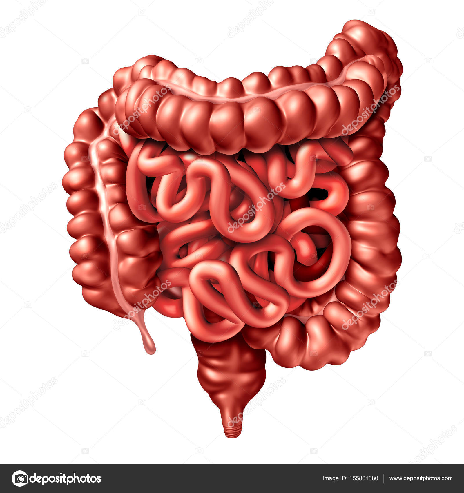 Human Intestines 3d