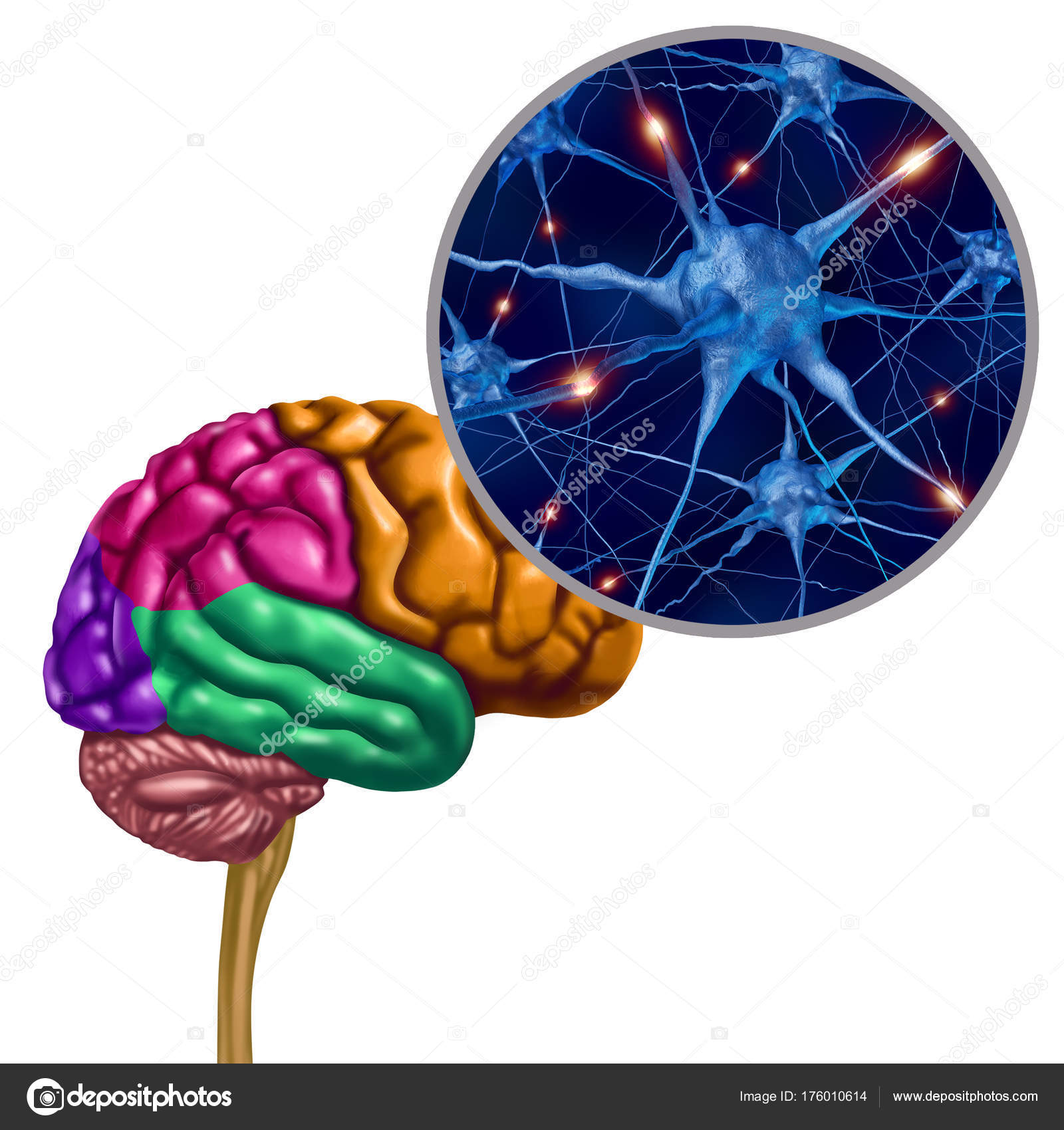 Brain Lobe Active Neurons Stock Photo by ©lightsource 176010614