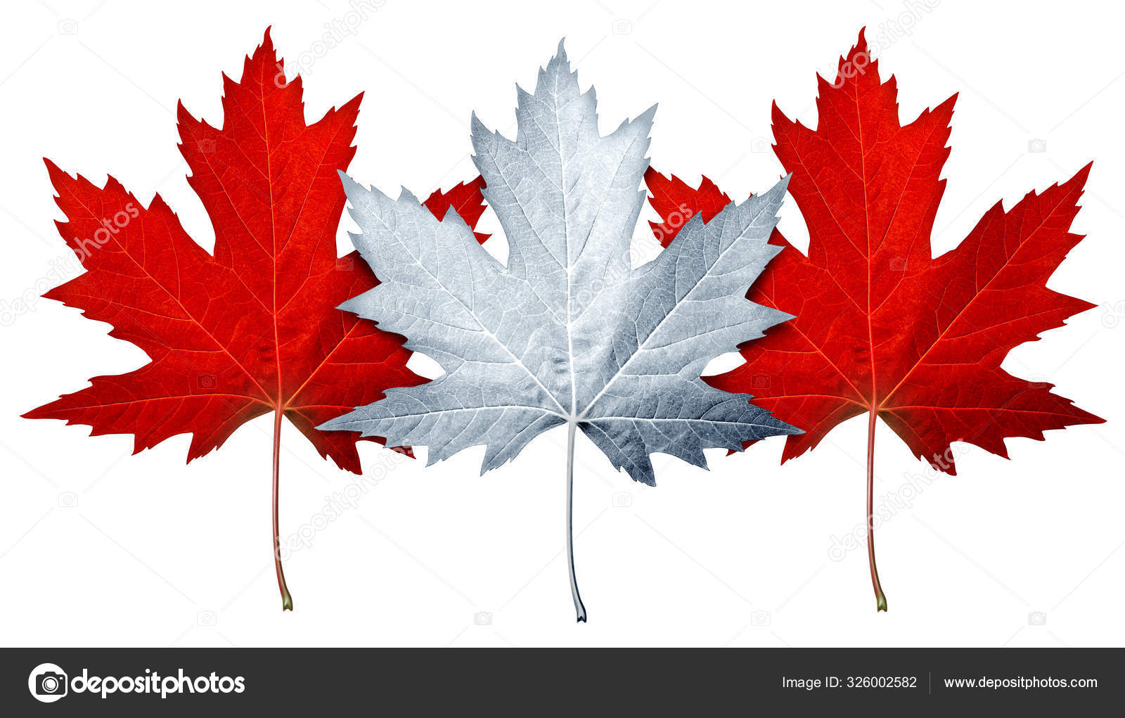 Canadian Maple Leaves Background
