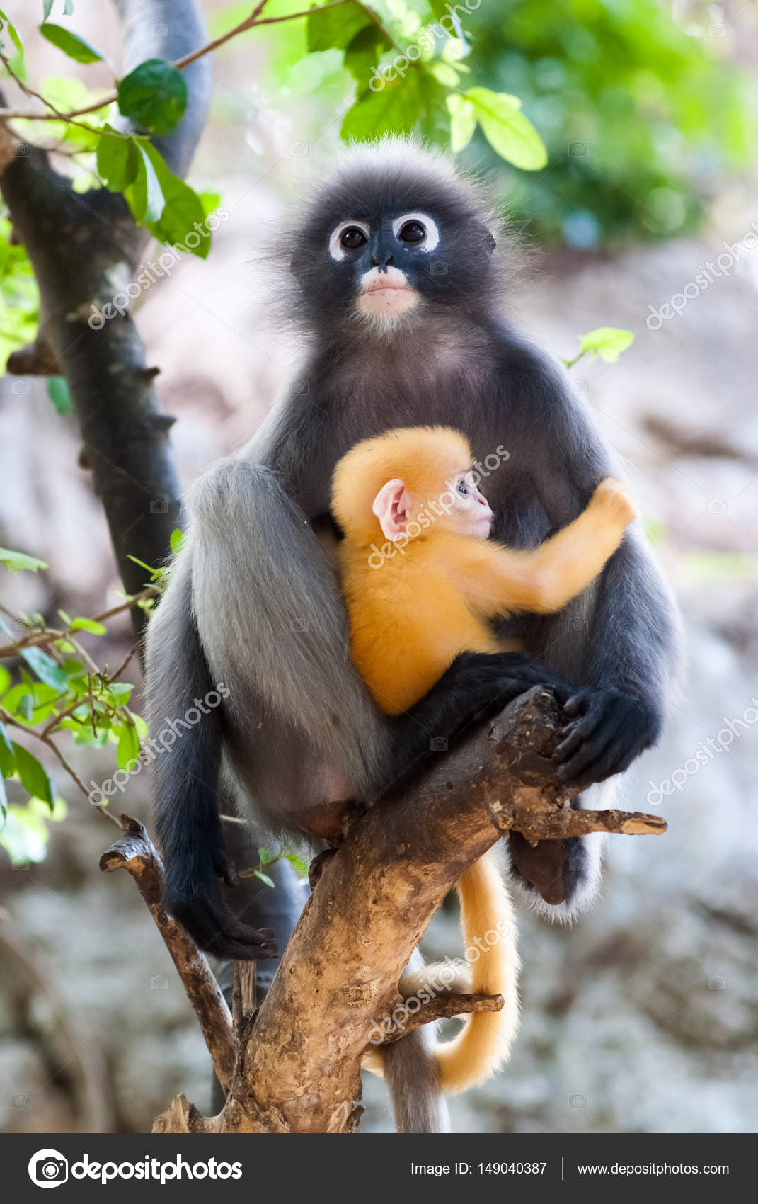 Dusky Leaf Monkeys — Stock Photo © gnomeandi #149040387