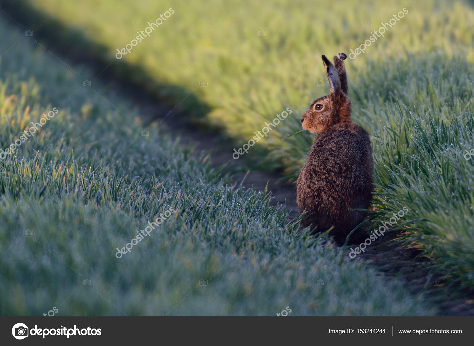 Brown hare with the eat — Stock Photo © MM.images #153244244