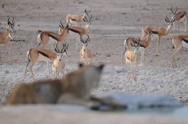 ᐈ A springbok stock pictures, Royalty Free springbok images | download ...