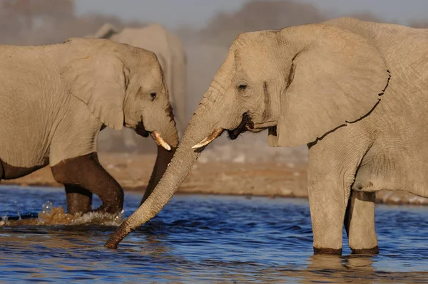 Rapa nui nationalpark Stock Photos, Royalty Free Rapa nui nationalpark ...