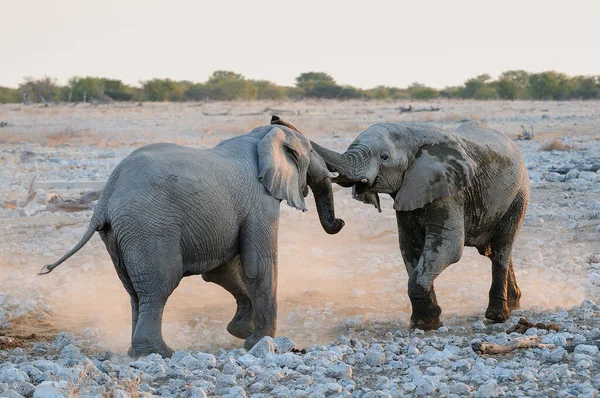 Rapa nui nationalpark Stock Photos, Royalty Free Rapa nui nationalpark ...