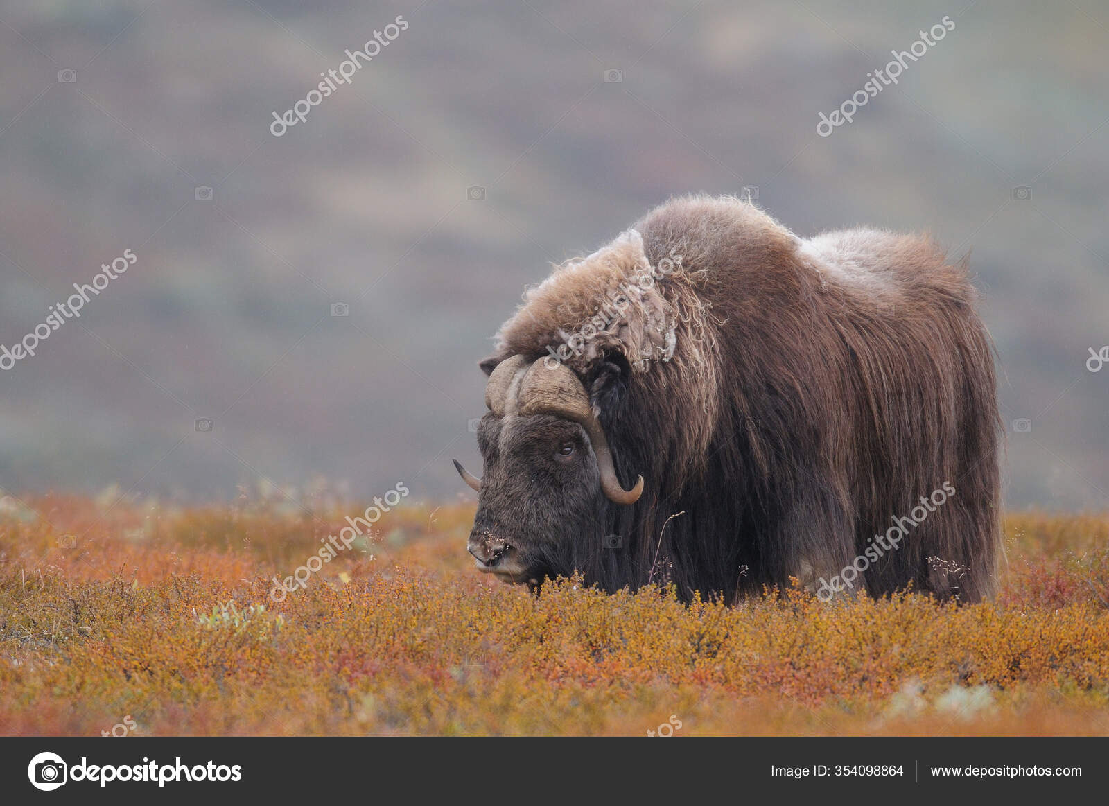 Musk Bull Autumn Landscape Dovrefjell Norway Ovibos Moschatus — Stock ...