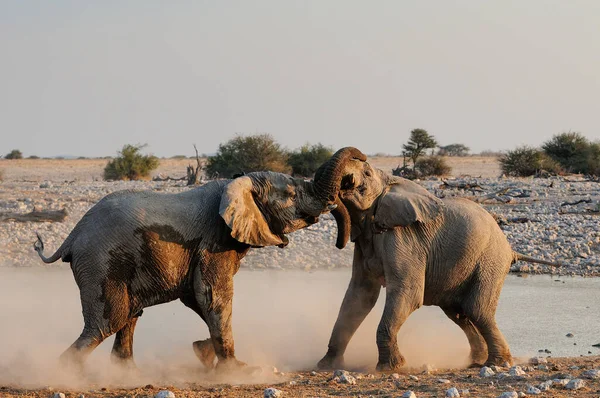 Rapa nui nationalpark Stock Photos, Royalty Free Rapa nui nationalpark ...