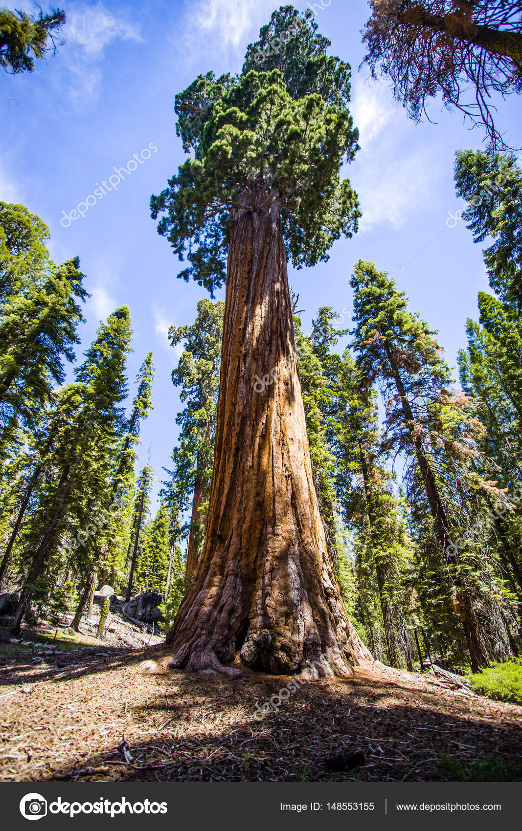 Parque Nacional de Sequoia: fotografía de stock © oleg.bakhirev@gmail ...
