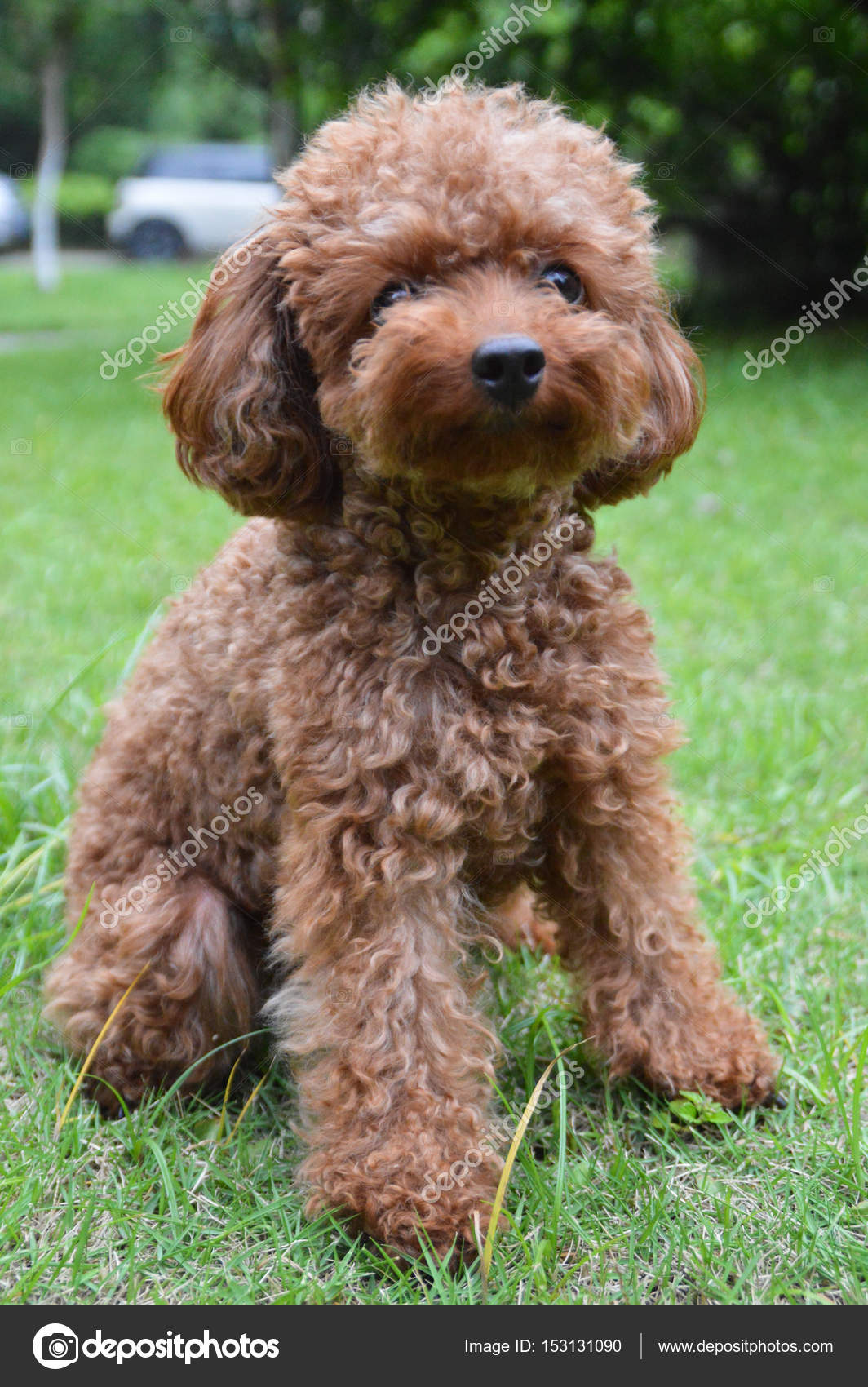 Brown mini poodle | Mini Poodle Sitting Pose — Stock Photo ...