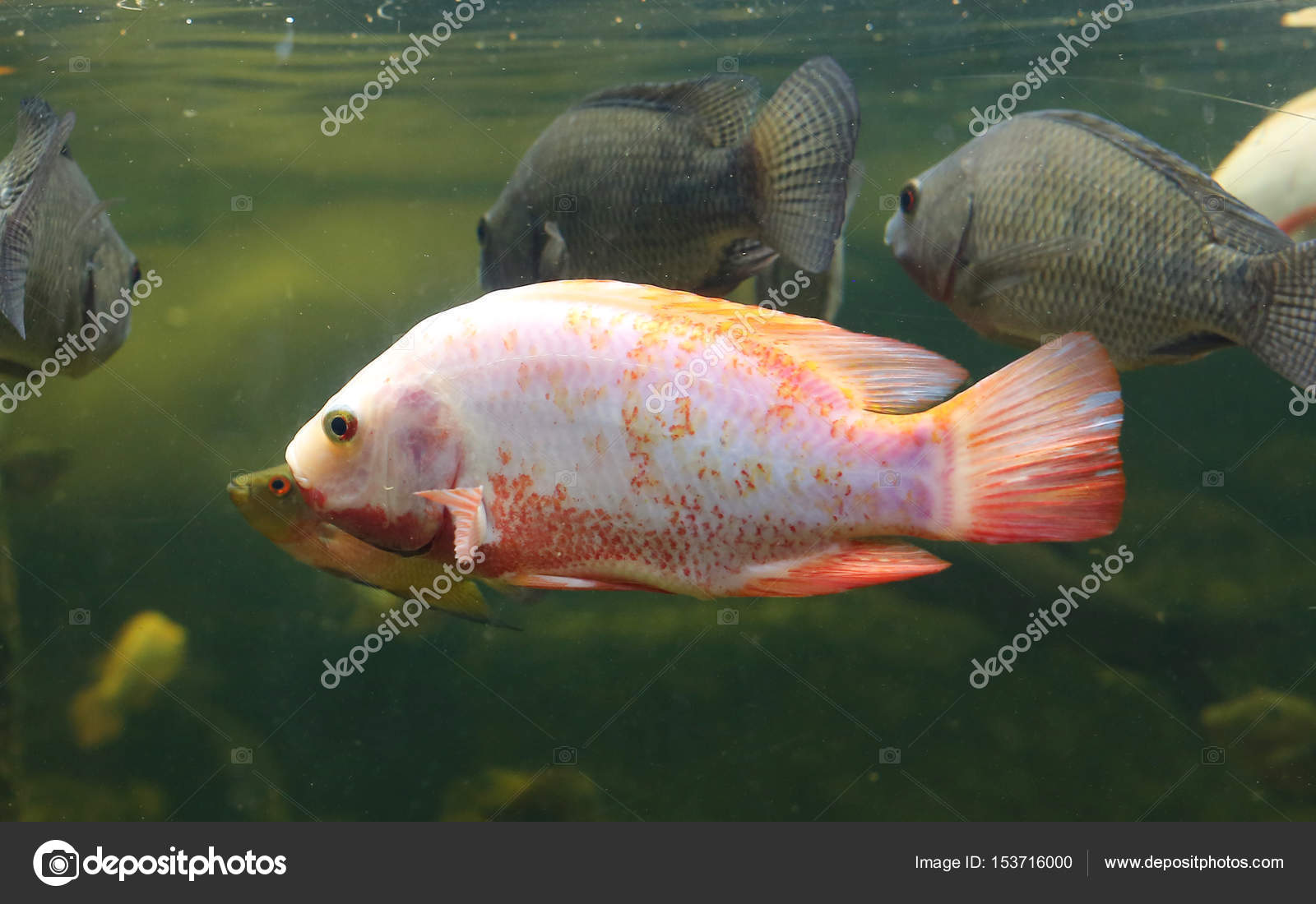 Red Tilapia