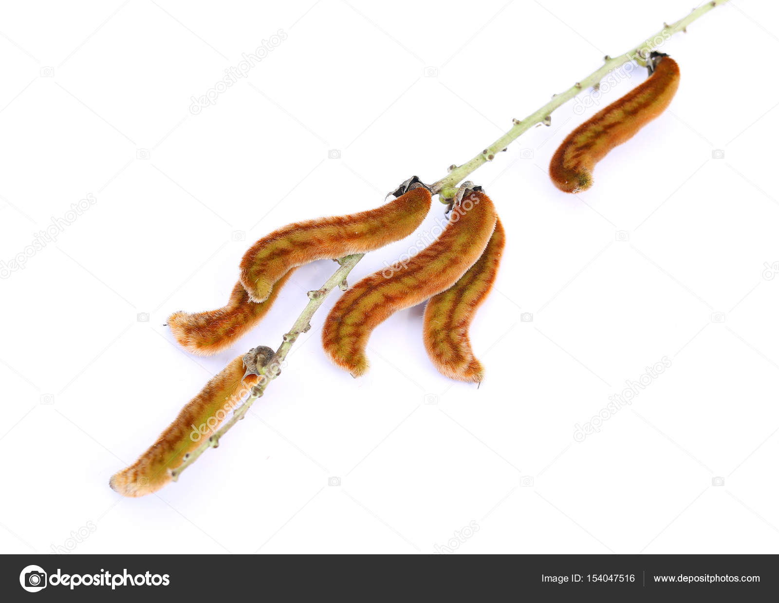 Nettles brown pods with on white background (Mucuna pruriens). Stock ...
