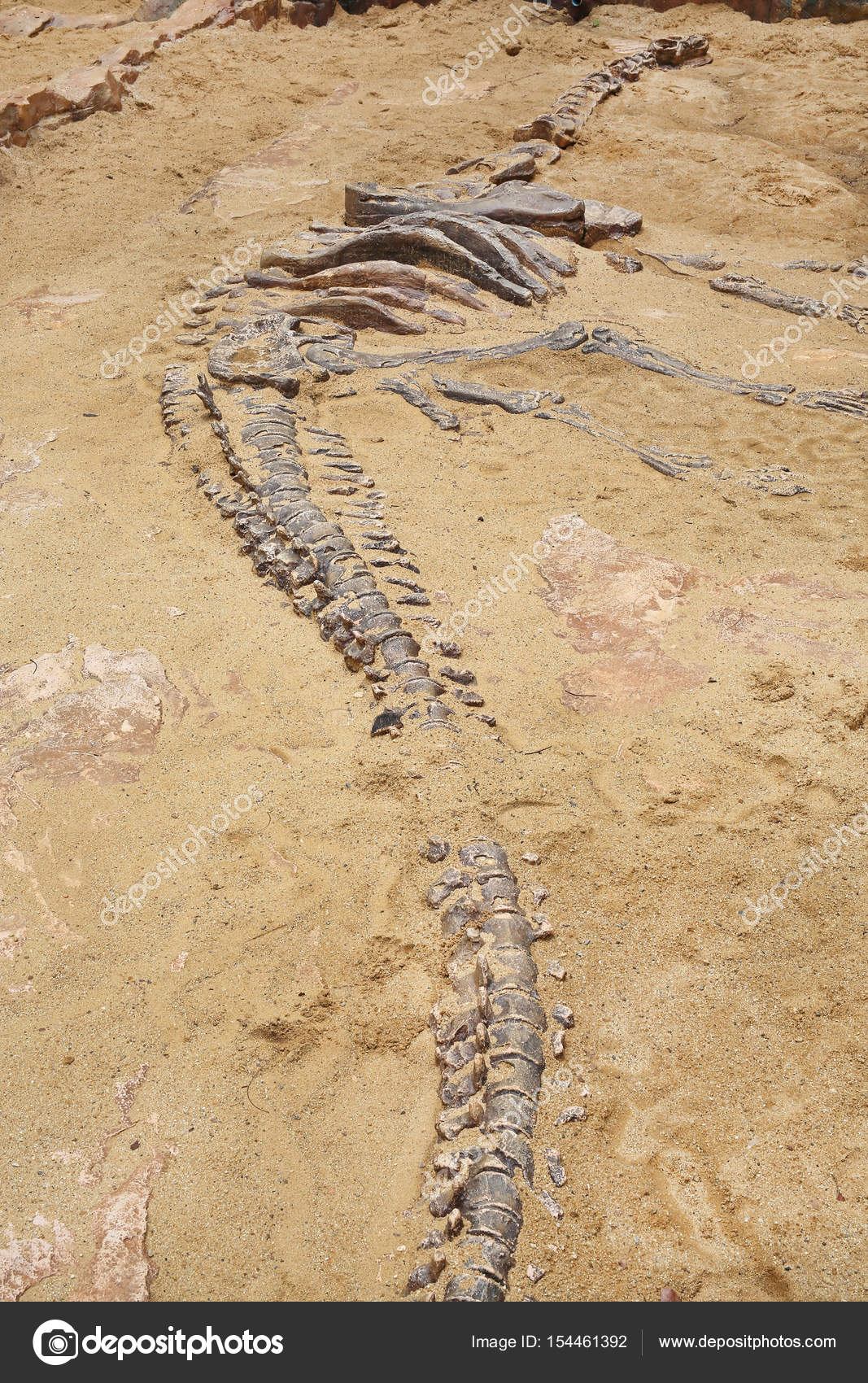 Fossile De Dinosaure Dans Le Sol