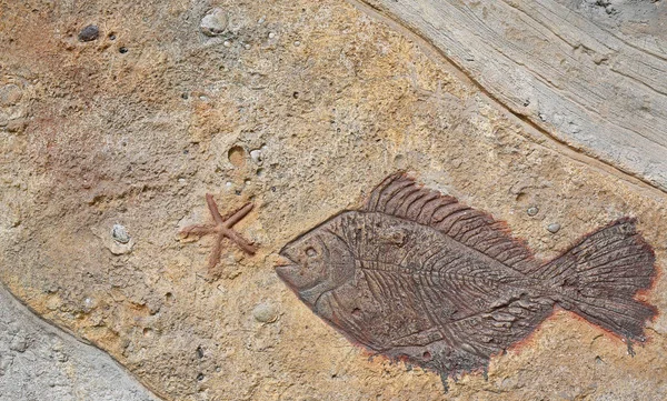Replica dinosaur fossil on the sand ground Stock Photo by ©civic_dm ...
