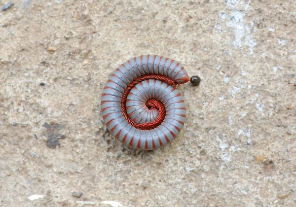 Tropical spiral and many legs insect, millipede on the soil ground ...