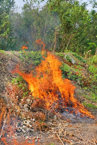 fire forest in summer - Stock Image - Everypixel