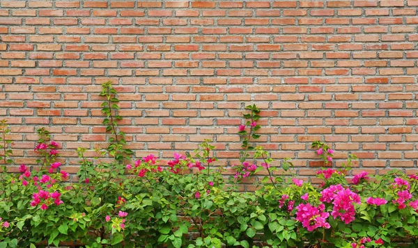 Brick wall flowers Images - Search Images on Everypixel
