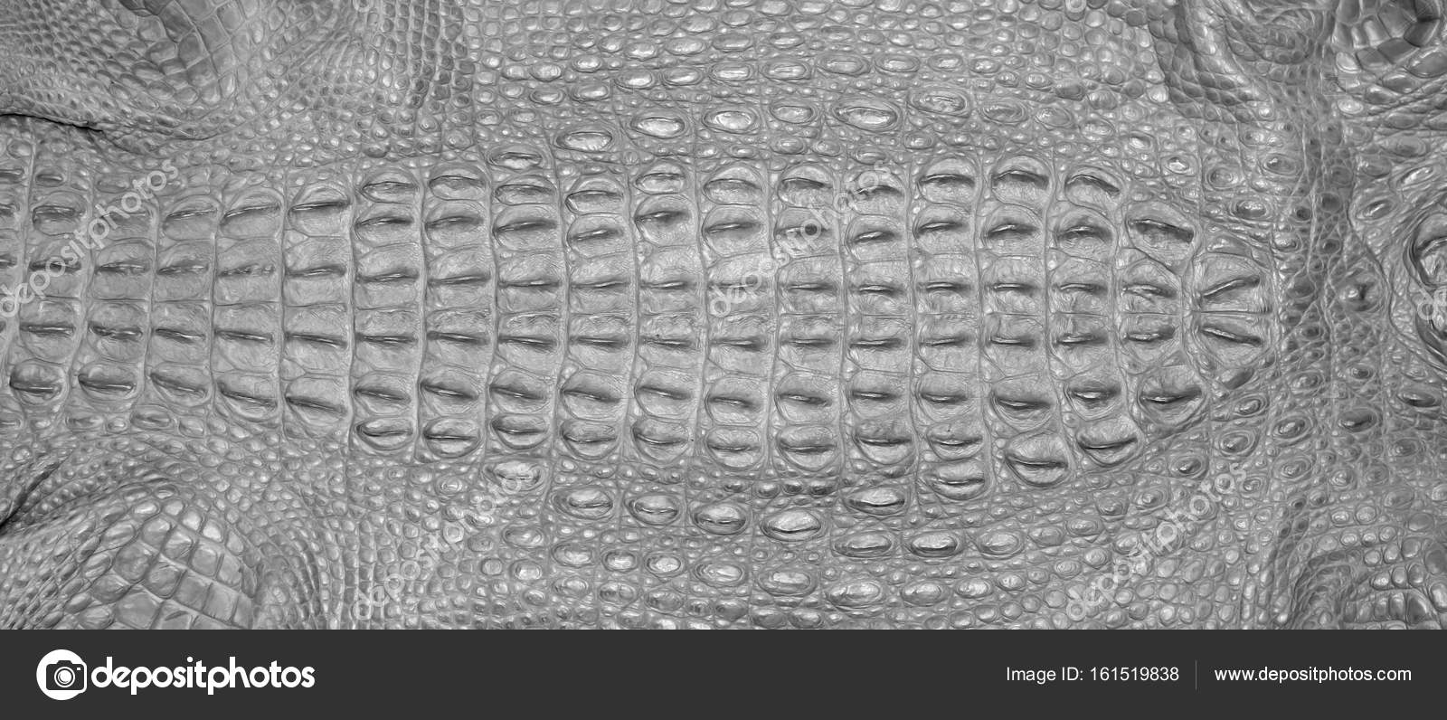 White Crocodile Texture