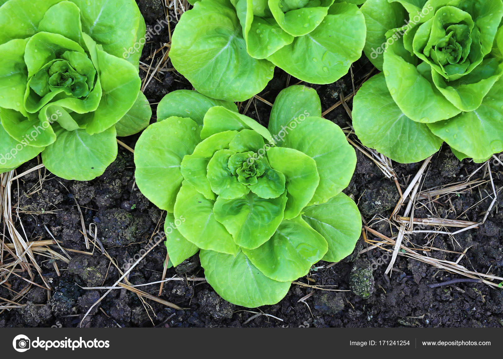 Top view lettuce in farm Stock Photo by ©civic_dm@hotmail.com 171241254