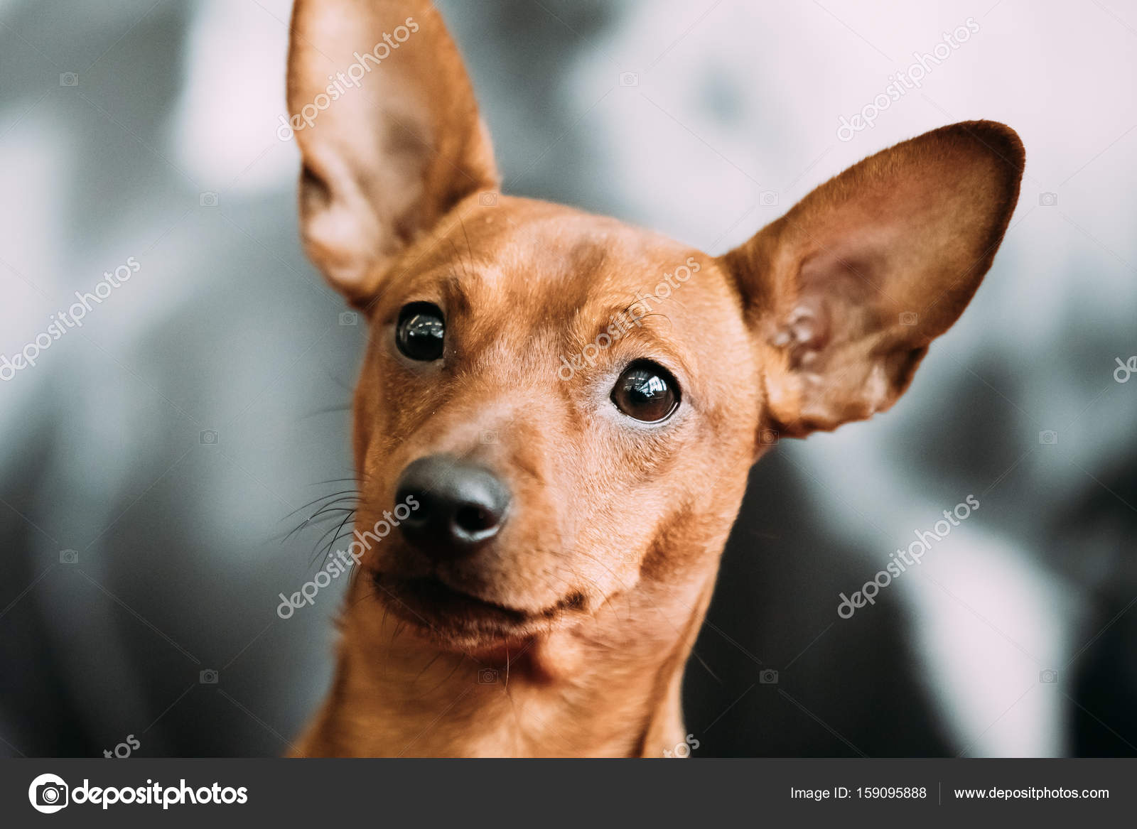 Blue Fawn Miniature Pinscher