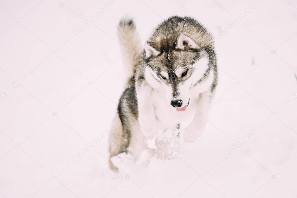 Young Husky Dog Play, Jumping And Fast Running Outdoor In Snow, — Stock ...