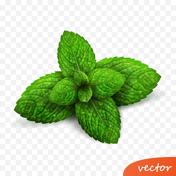 30,199,116 Menta planta Vector Images | Depositphotos