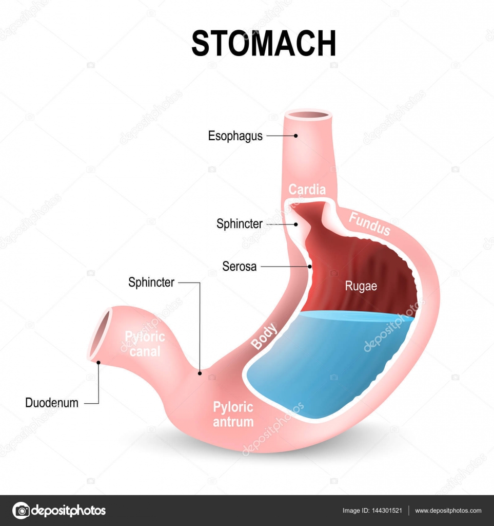 Verken De Anatomie Van De Maag Interactief 10,5 Inch Anatomiemodel