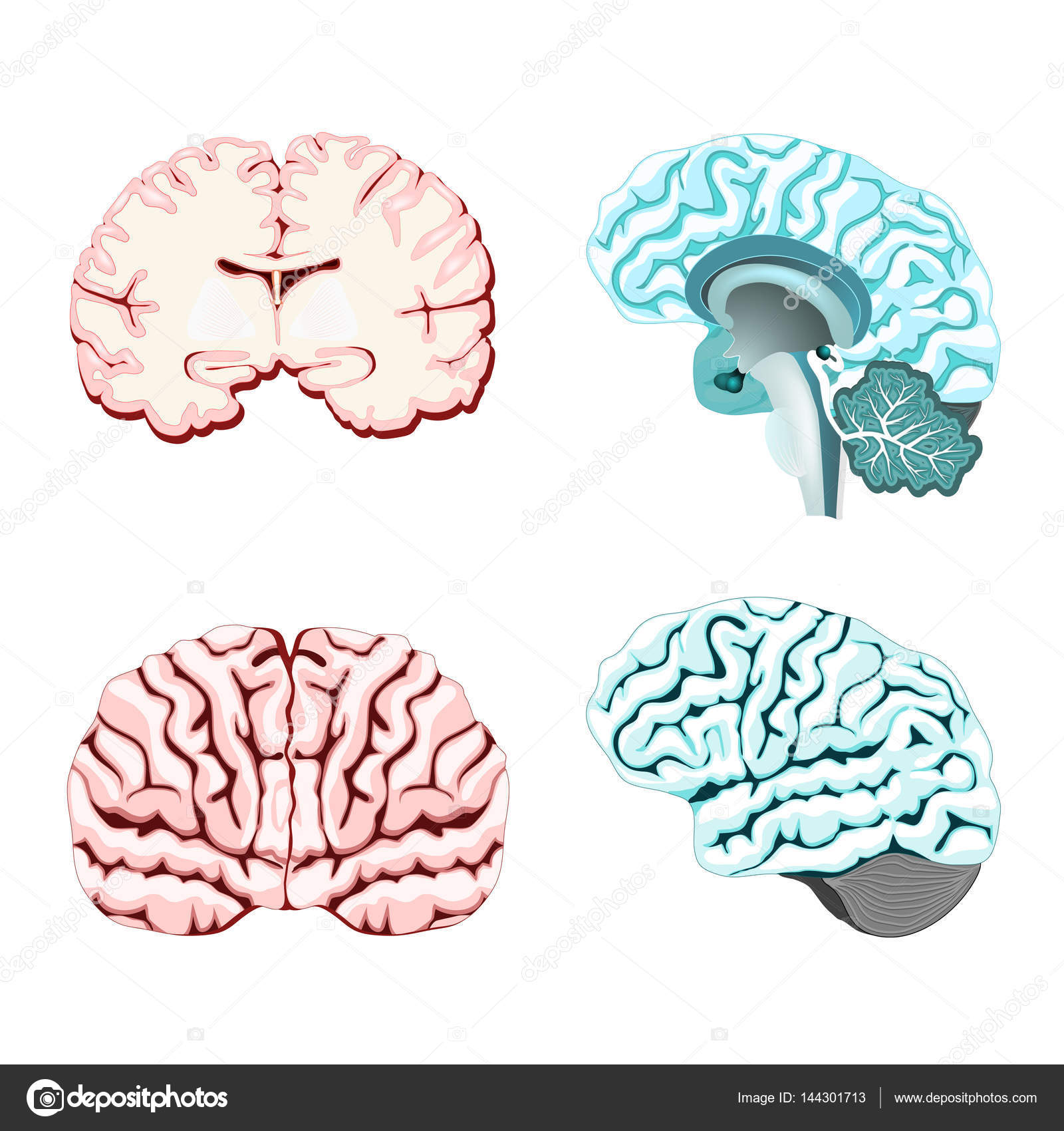 Sección transversal del cerebro . Stock Vector by ©edesignua 144301713