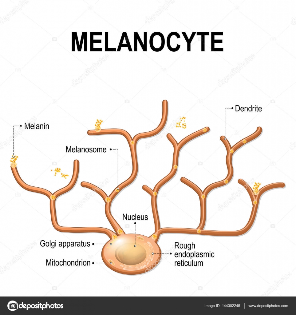 Where Are The Melanocytes Located