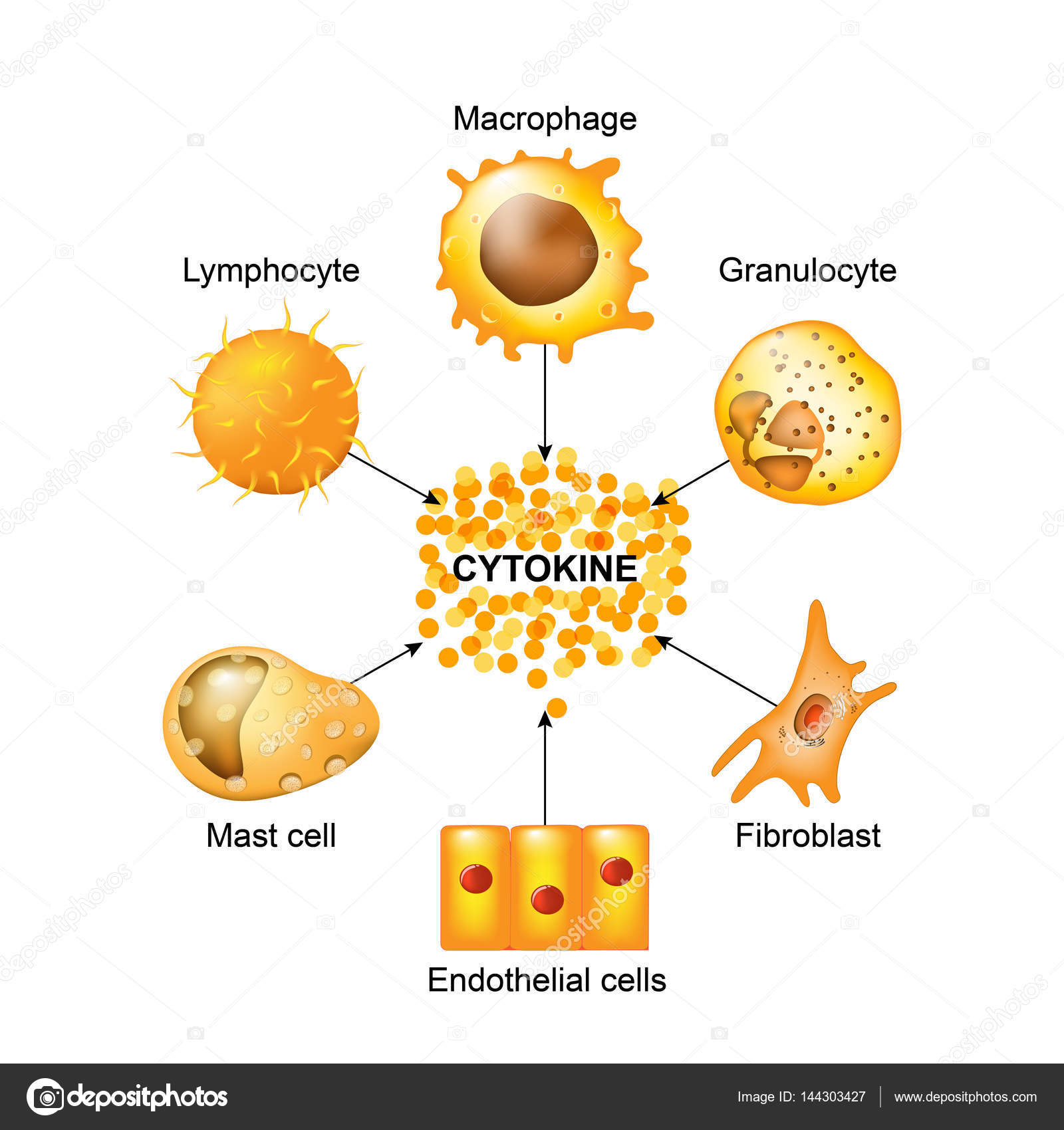 Células produtoras de citocinas imagem vetorial de edesignua© 144303427