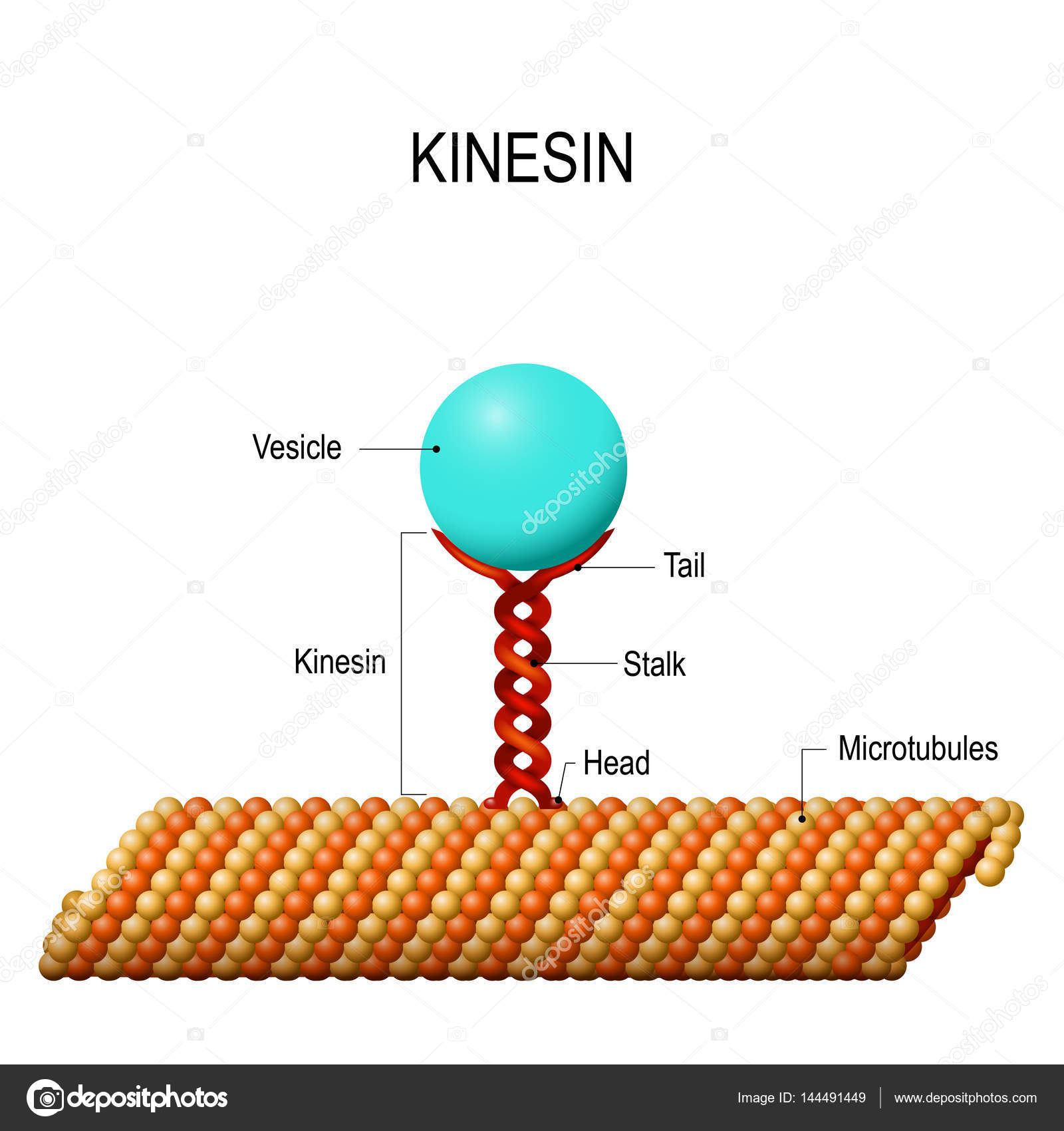 Microtubule Motor Proteins Diagram Cytoskeleton Diagram