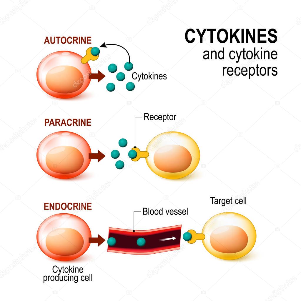 Cytokine receptor. signal transduction between cells. Cytokine receptor. signal transduction between cells.