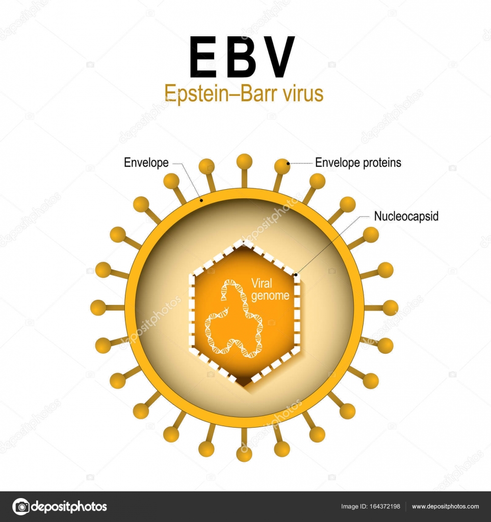 Diagram of the structure of EBV — Stock Vector © edesignua #164372198