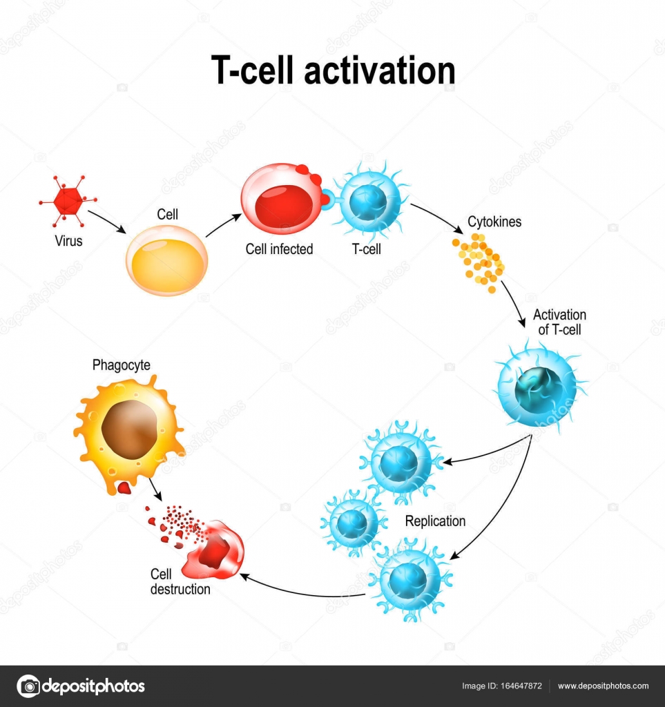 Ativação de leucócitos de células T Vetor de stock de ©edesignua 164647872
