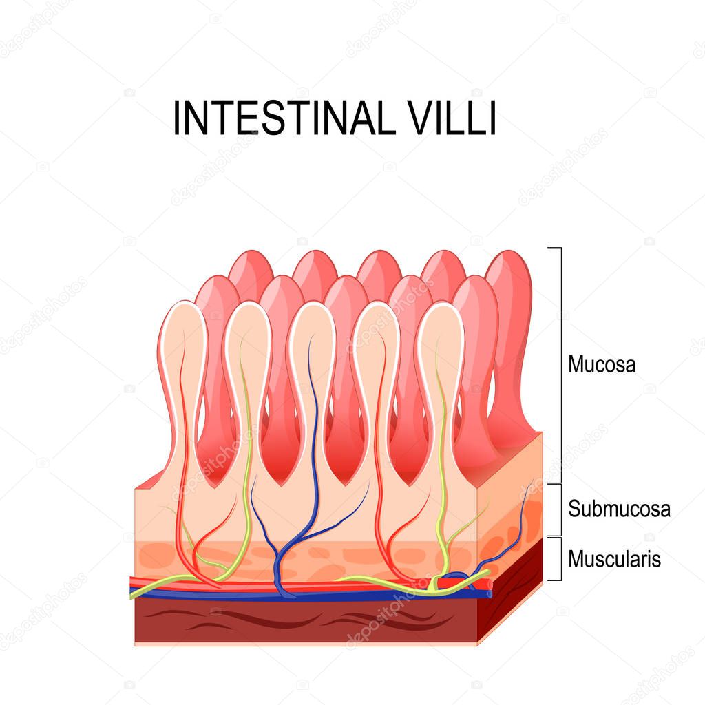 Vellosidades intestinales. vector 2024