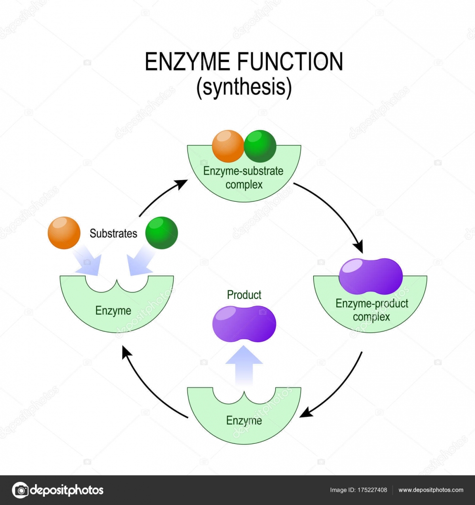 Diagramme Du Complexe Enzyme Substrat