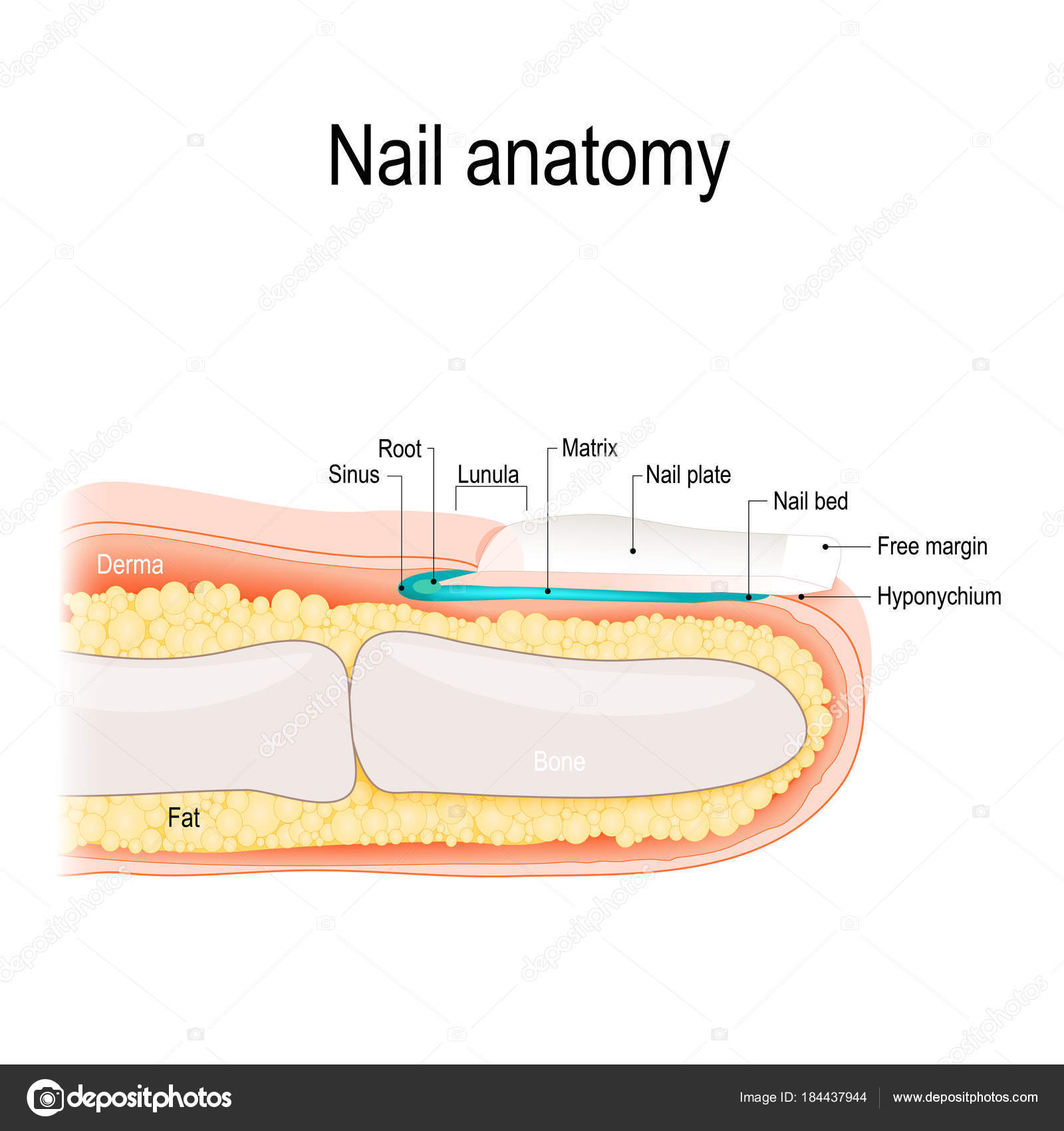 Toenail Anatomy Diagram NAIL ANATOMY – Different Parts Of Fingernail