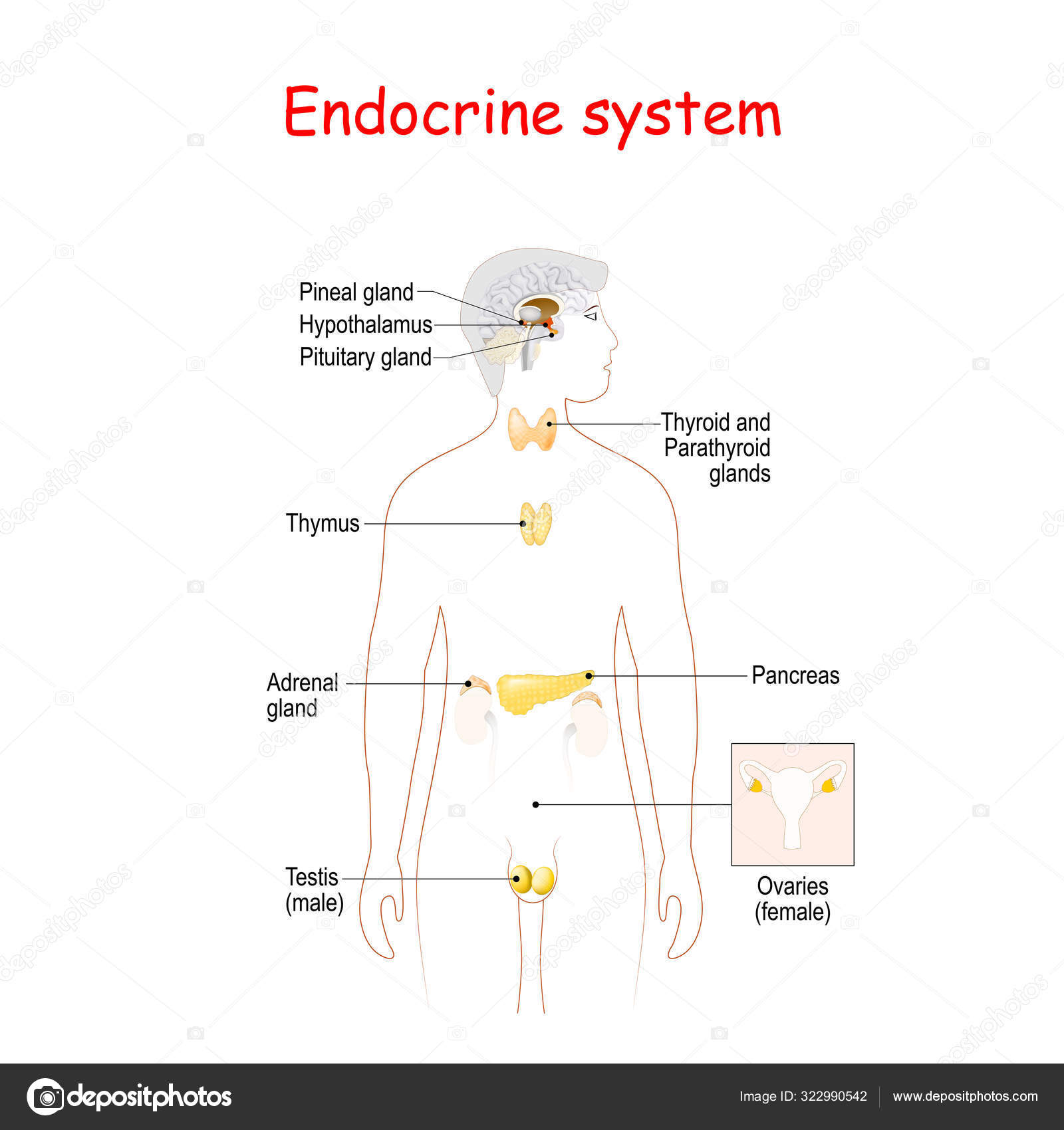 Endocrine System Labeled